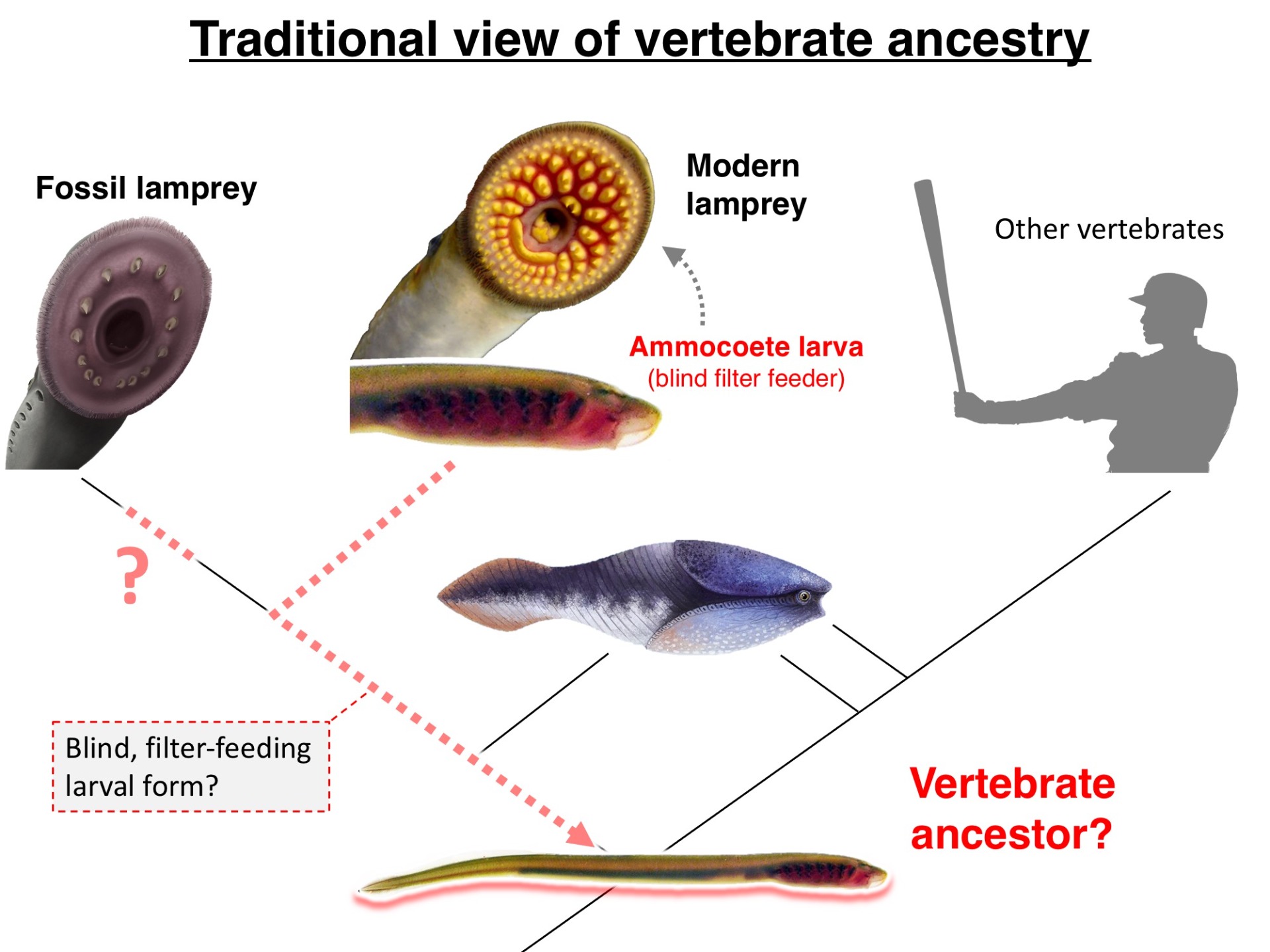 Lamprey Ammocoete Larva